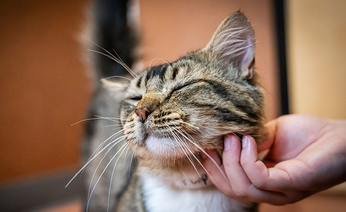 Community Veterinary Clinic Open House Celebration