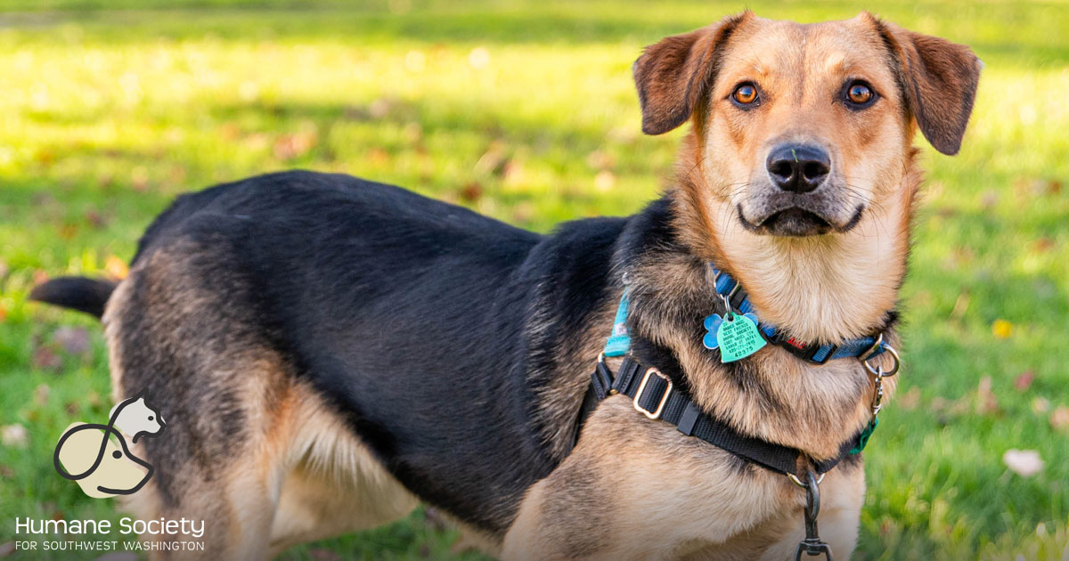 Humane Society for Southwest Washington