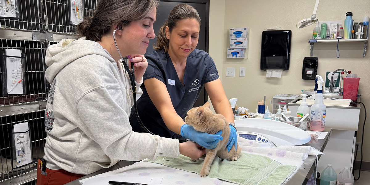 WAG Newsletter | March 2026